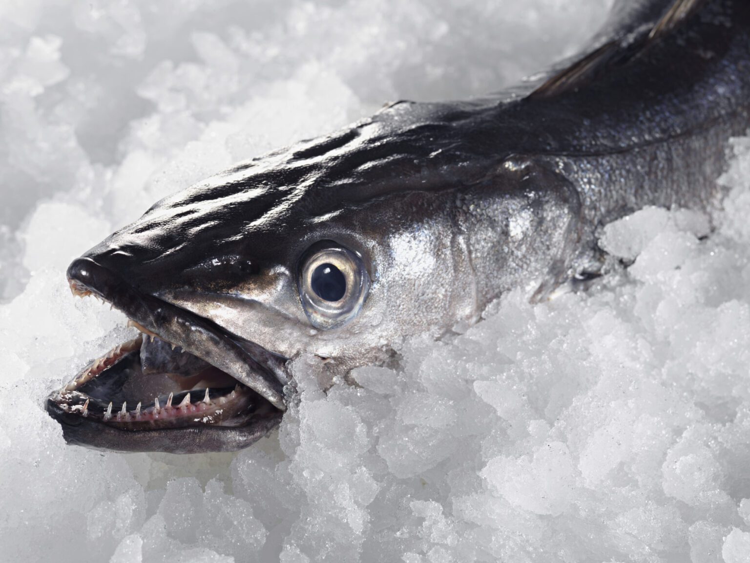 Merluza austral en filete 1kg - Fish Nova